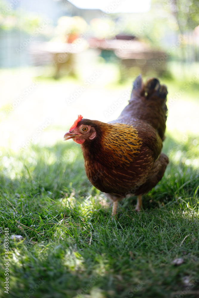 Hühner im Garten der Rasse Zwerg Welsumer Stock-Foto | Adobe Stock
