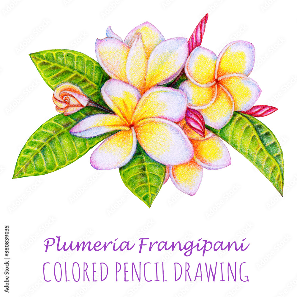 Plumeria Pencil Drawing