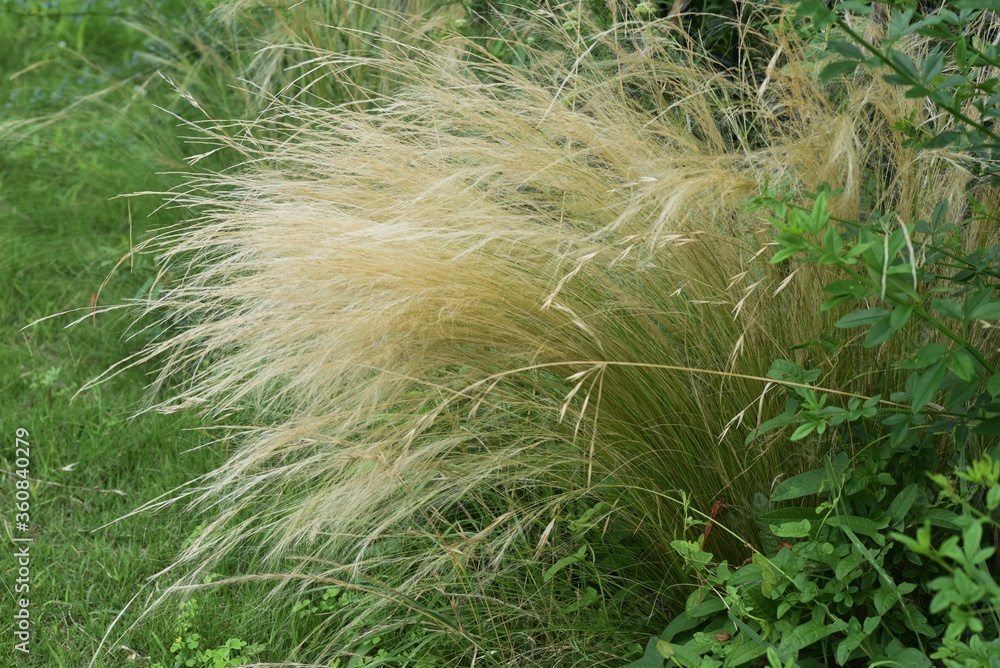 Ornamental grass / Poaceae evergreen perennial Stipa tenuissima(Angel ...