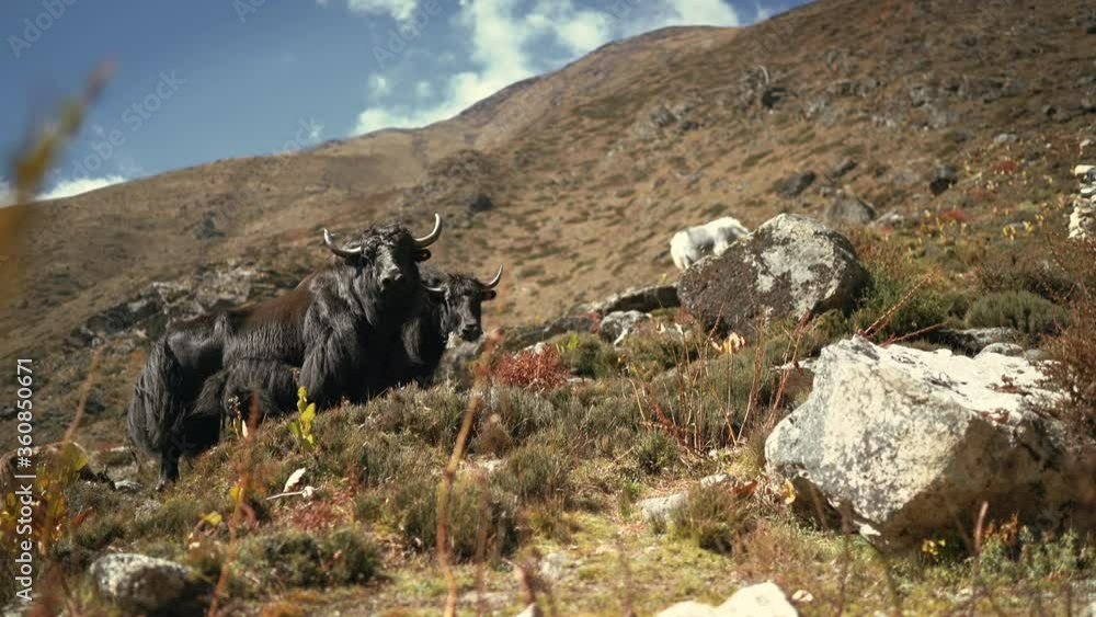 4K two black Nepalese yaks standing still with background of big hill ...