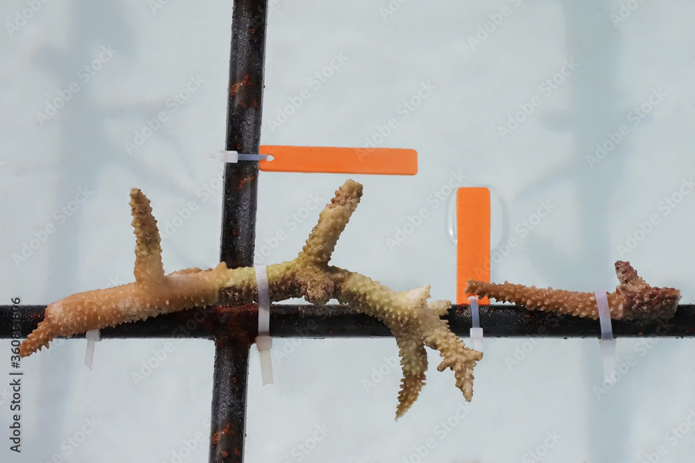 Using a webbing to tie steel structures to staghorn coral Is a method ...