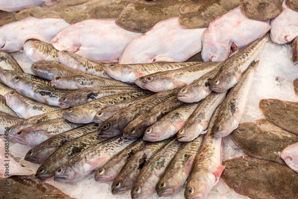 Trachinidae on the fish market stalls Stock Photo | Adobe Stock