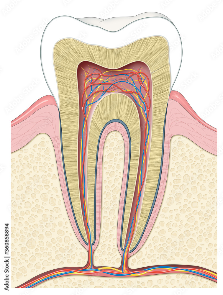 Tooth anatomy dental infographics Stock Illustration | Adobe Stock
