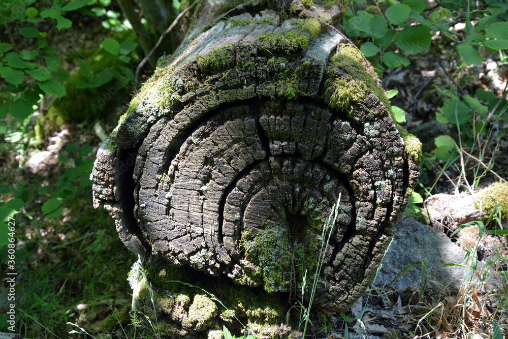 Tronc Arbre Stock Photo | Adobe Stock