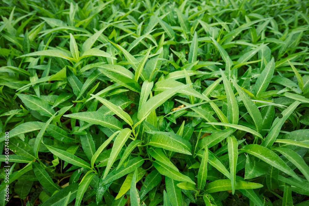 Foto de Green water spinach plants in growth at vegetable garden ...