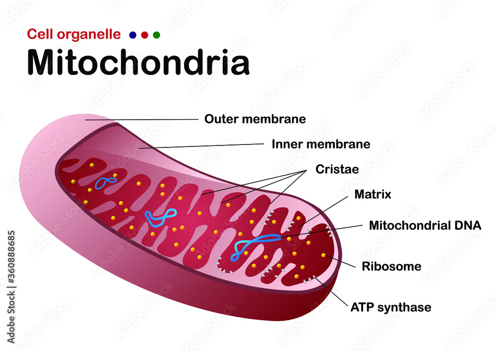 Mitochondria Organelle
