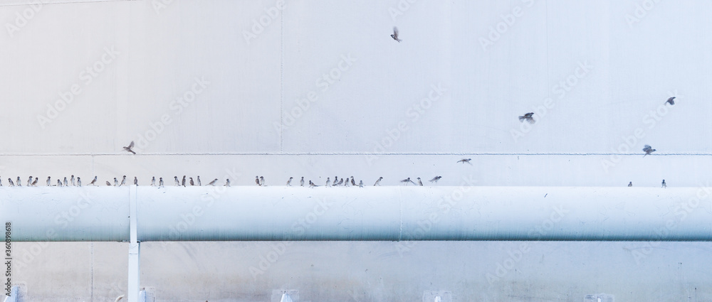 School of birds sitting on pipeline with white storage tank background ...