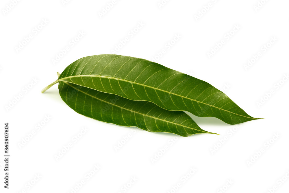 Mango leaf, Fresh mango leaves isolated on a white background Stock ...
