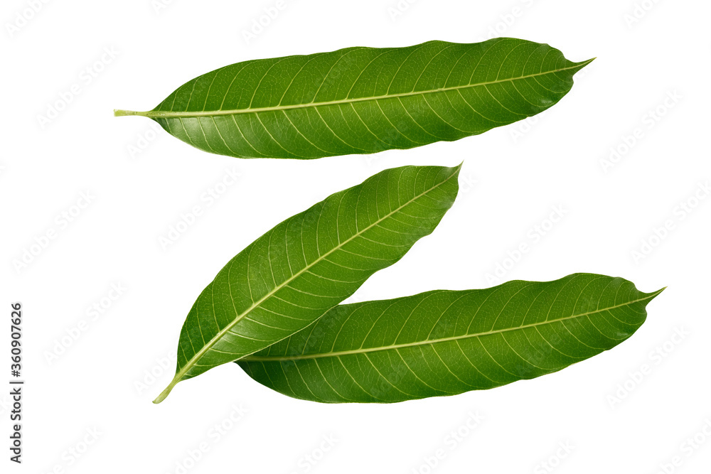 Mango leaf, Fresh mango leaves isolated on a white background Stock ...