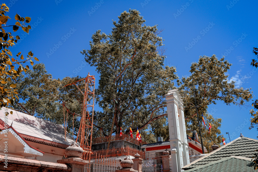 Foto de ancient jaya sri maha bodhiya temple anuradhapura sri lanka do ...