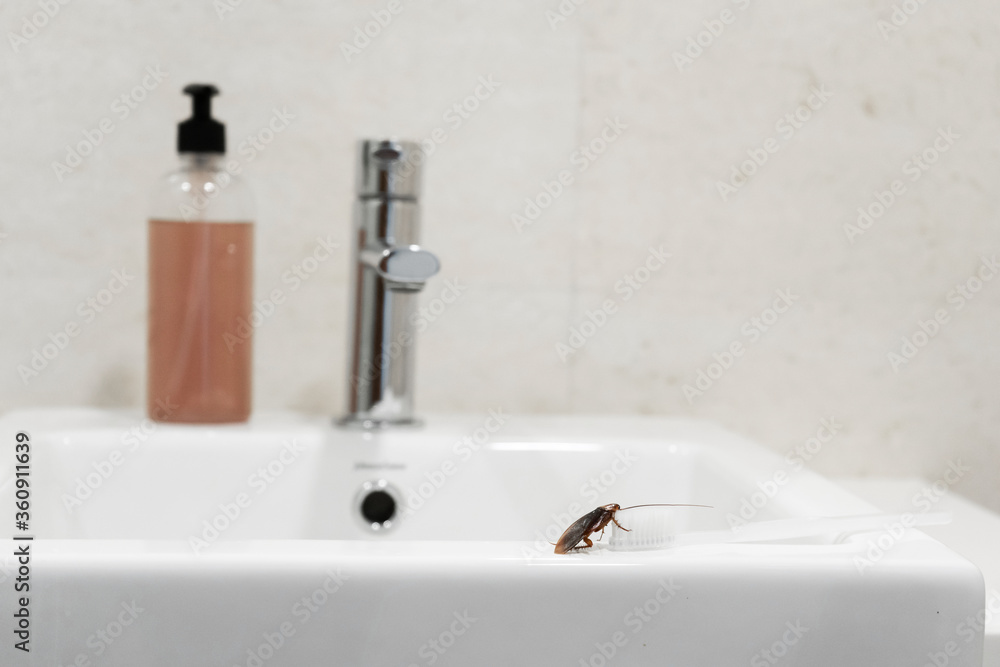 Cockroach in the bathroom on the sink. The problem with insects. Stock ...