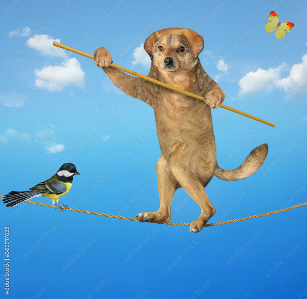 The beige dog acrobat with a pole is walking on the tightrope. A bird ...