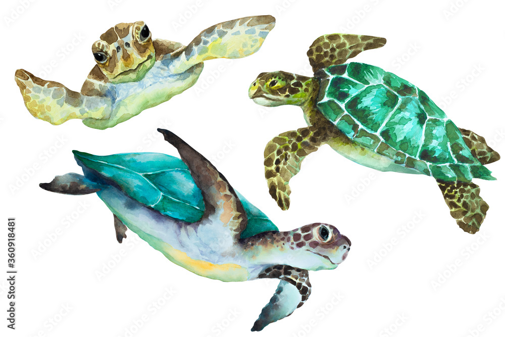 Sea turtles on a white background, watercolor drawing illustration ...