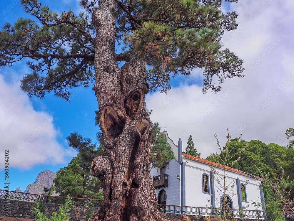 la Pina, the oldest tree, a Canarian pine, on La Palma (Canary Island ...