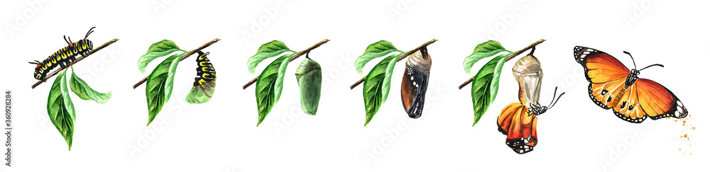 Butterfly metamorphosis development stages, caterpillar larva, pupa ...