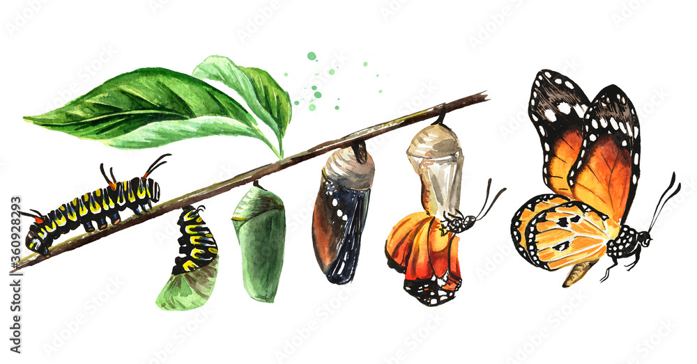 Butterfly metamorphosis development stages, caterpillar larva, pupa ...