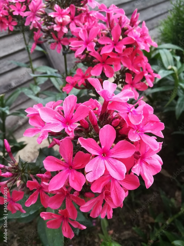 Phlox Cleopatra with unusual color and star-shaped flowers. Flower ...