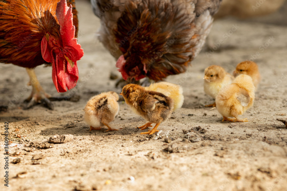 Closeup of a mother chicken with its baby chicks on the farm. Hen with ...
