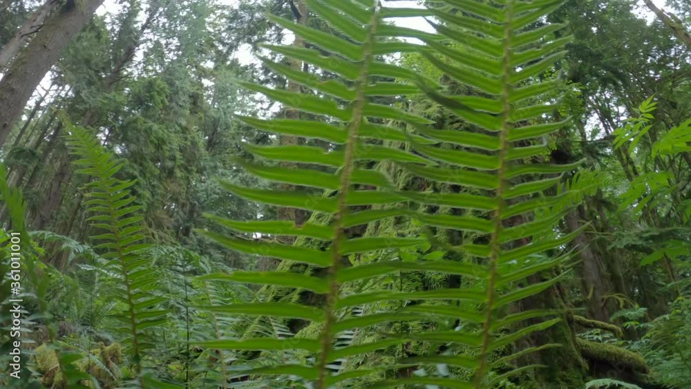 Nurse Stump Pacific Northwest 4K UHD. A decaying stump, known as a ...