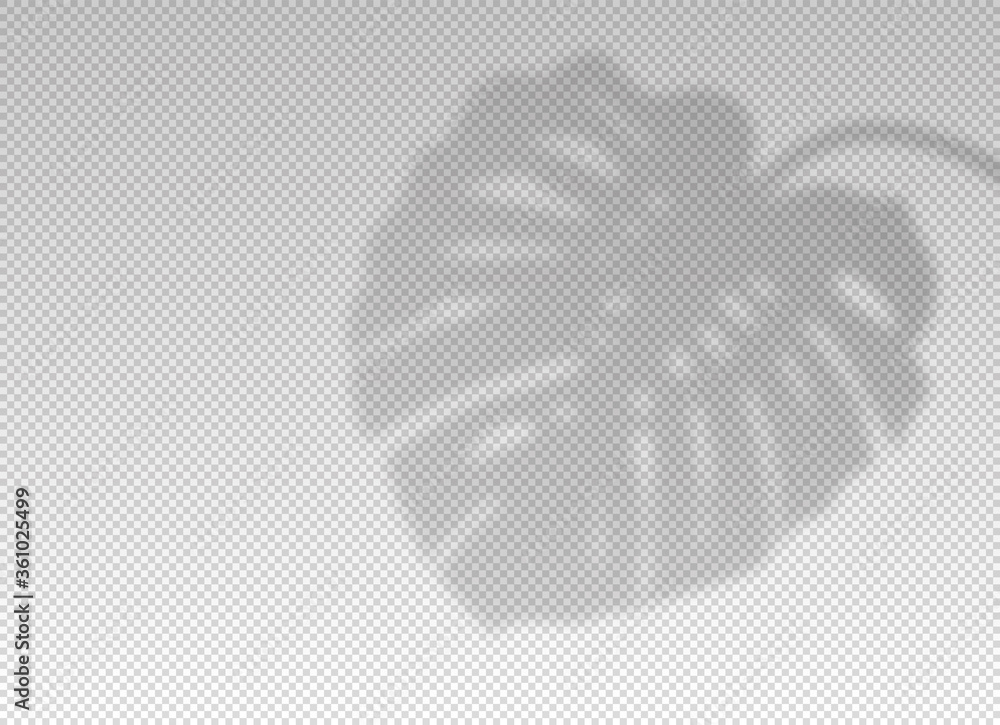 Shadow monstera. Plant leaf overlay effect. Tropic leaves. Shadow ...