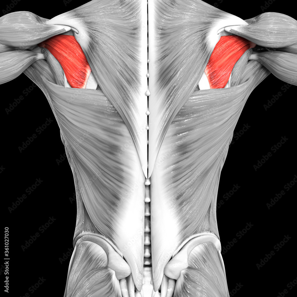 Human Muscular System Torso Muscles Infraspinatus Muscle Anatomy Stock ...