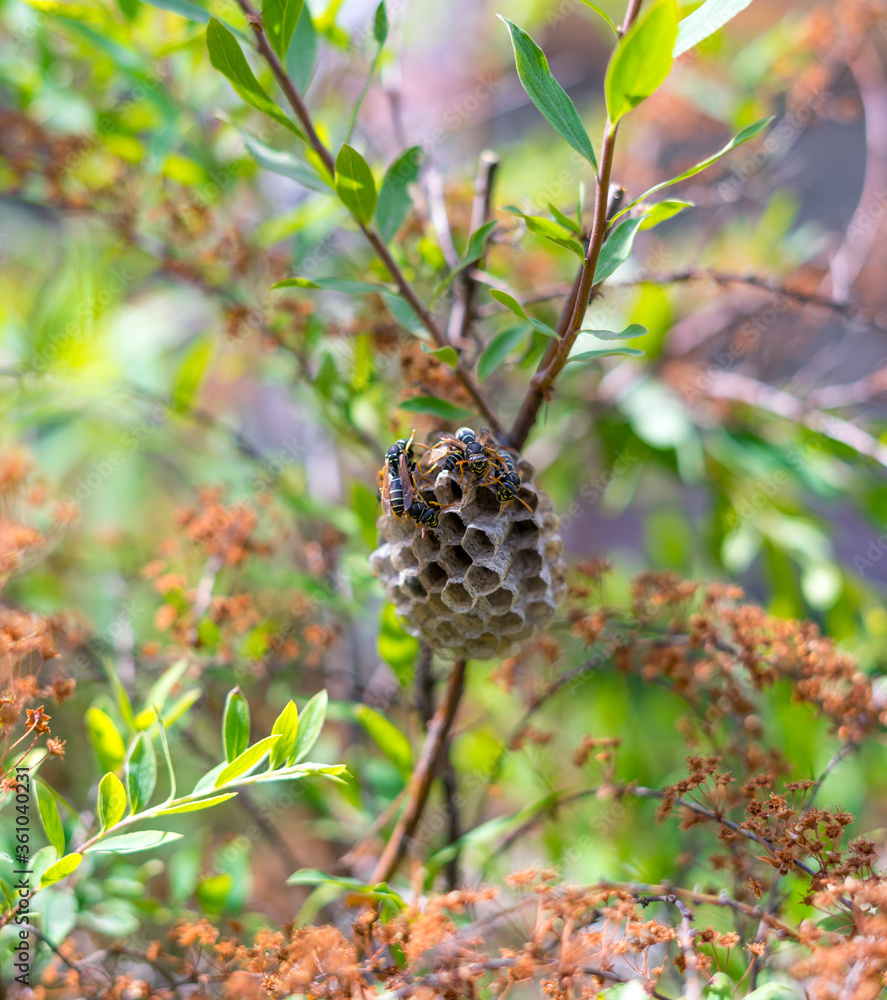 European paper wasps, Polistes dominula, taking care of their nest. The ...