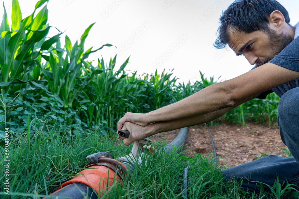 Drip irrigation system. Water saving drip irrigation system being used ...