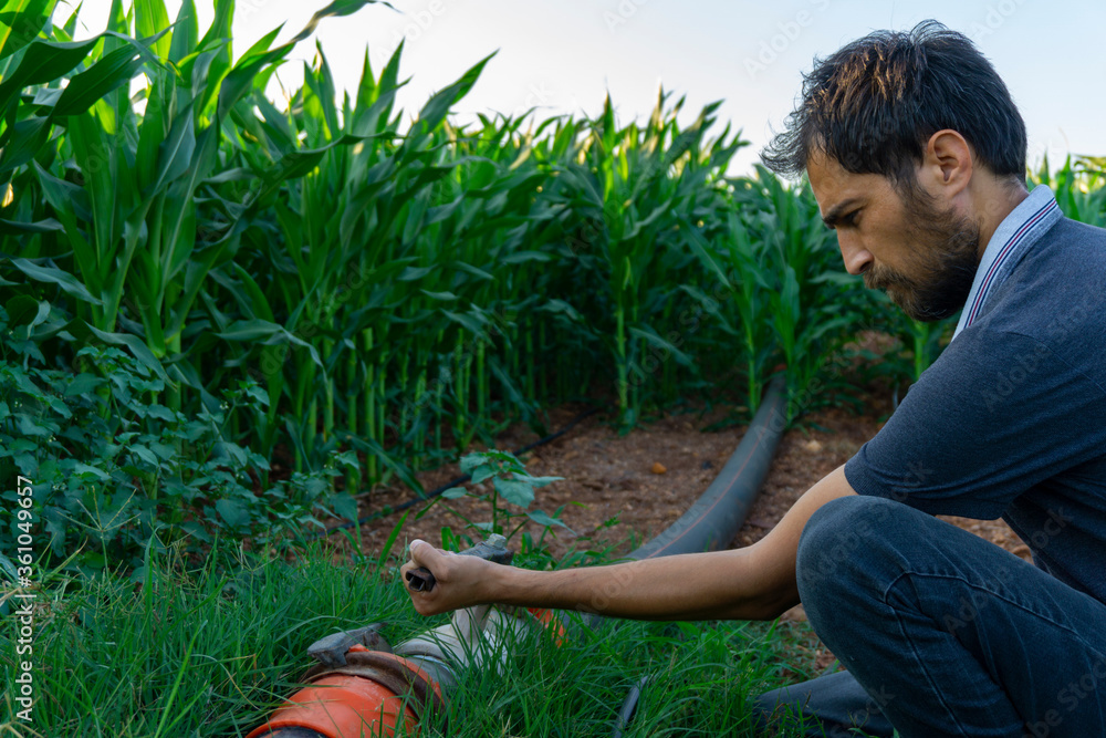 Drip irrigation system. Water saving drip irrigation system being used ...