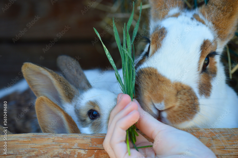 Little, new born, furry rabbits at little bio family farm being fed ...