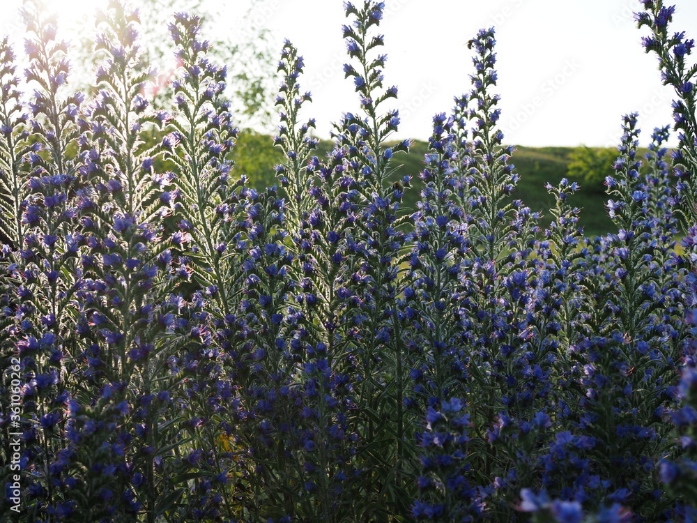 Meadow with blue flowers of the blueweed . Viper's Bugloss, Blueweed ...