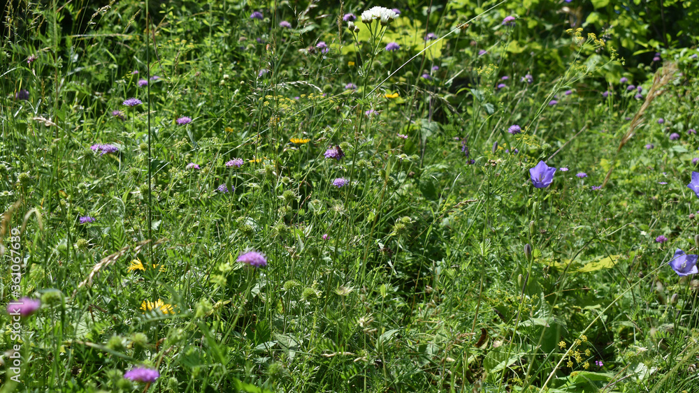 Bunte, artenreiche Wiese mit Ackerwitwenblume, Glockenblumen, vielen ...