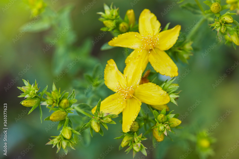 Hypericum perforatum, also known as St John's wort, is a flowering ...