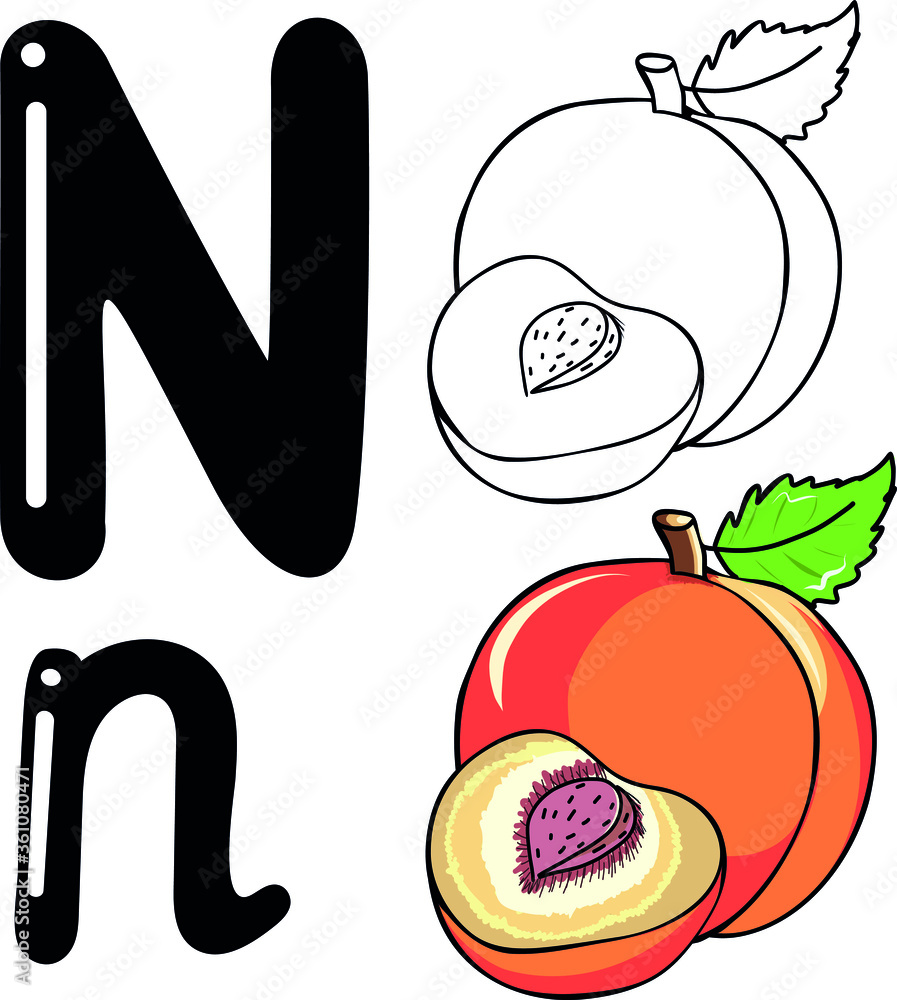 Alphabet, letter N with coloring and nectarine. Flashcards for English ...