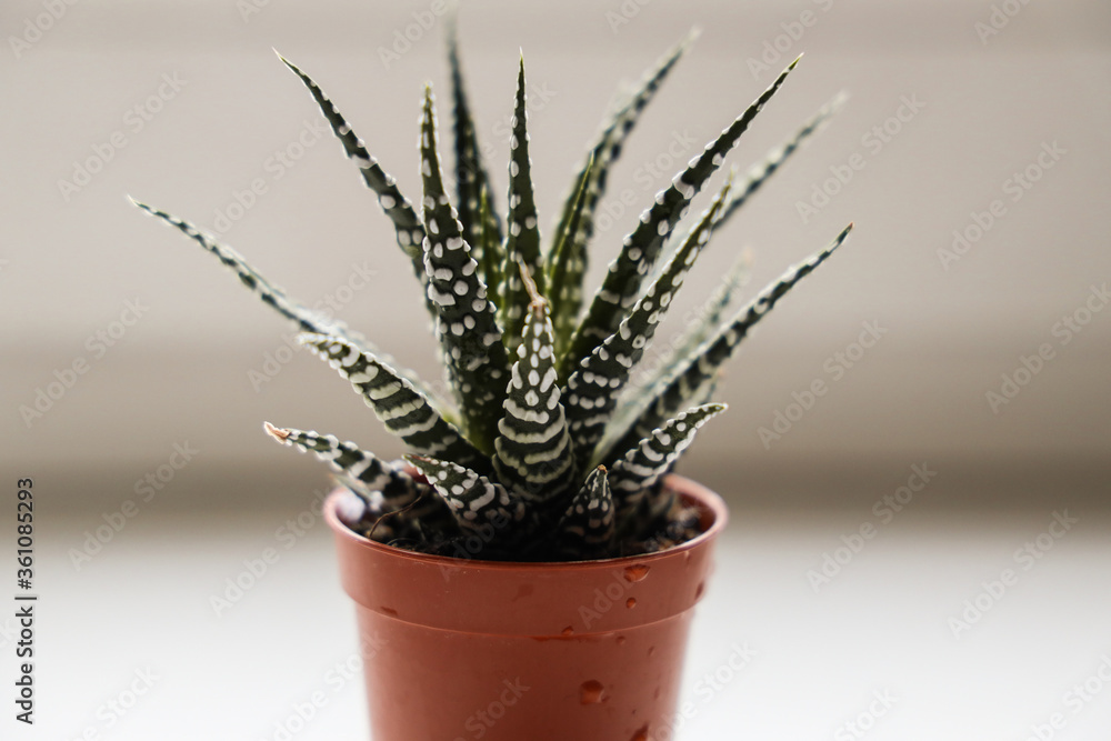 Dark green coloured succulent with spiky spotty sharp long leaves in a ...