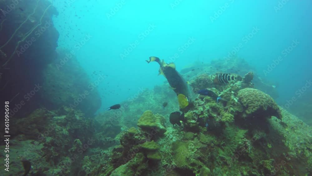 Vídeo do Stock: Marine scuba diving, Underwater colorful tropical coral ...