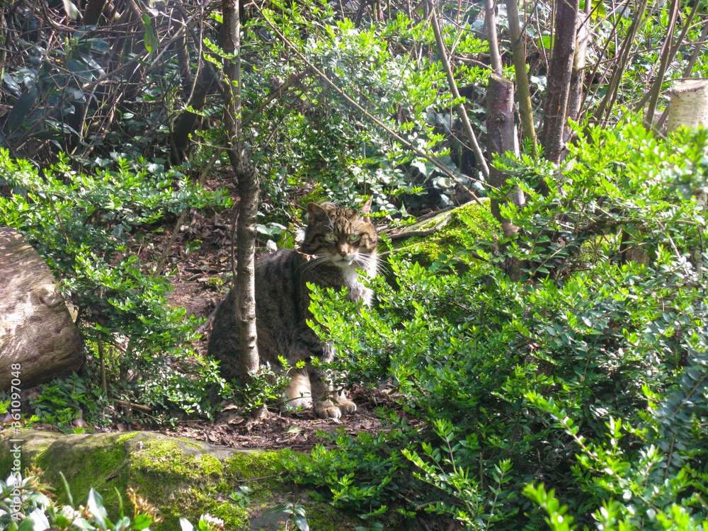 Foto de Scottish wildcat in natural habitat , British animal , feral ...
