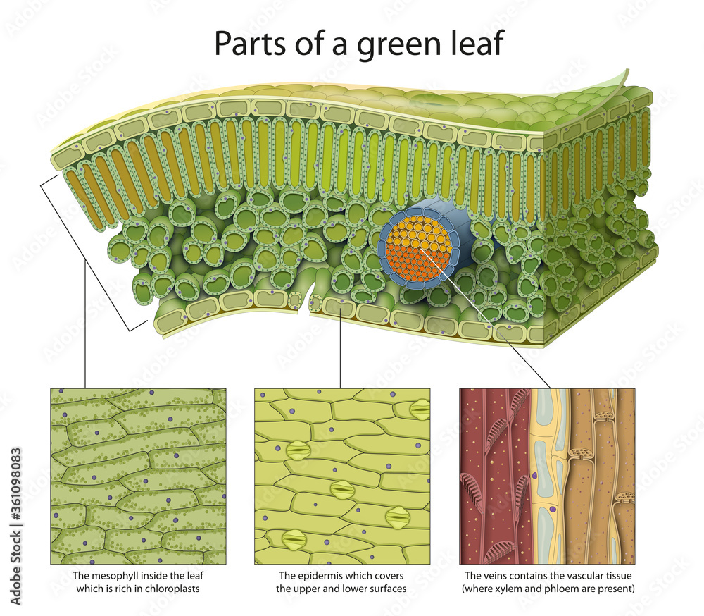 Leaf Epidermis