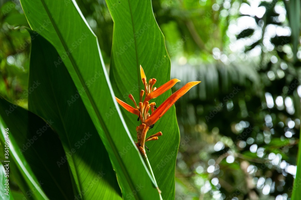 Blossoming beautiful orange Heliconia psittacorum flower Stock Photo ...