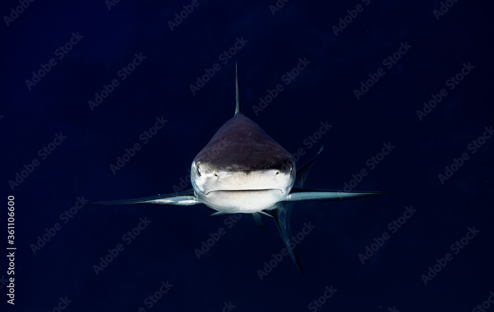 symmetrical shark underwater photography, danger reef, Exumas, Bahamas ...