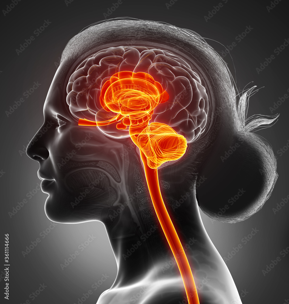 3d rendered medically accurate illustration of the interior brain ...