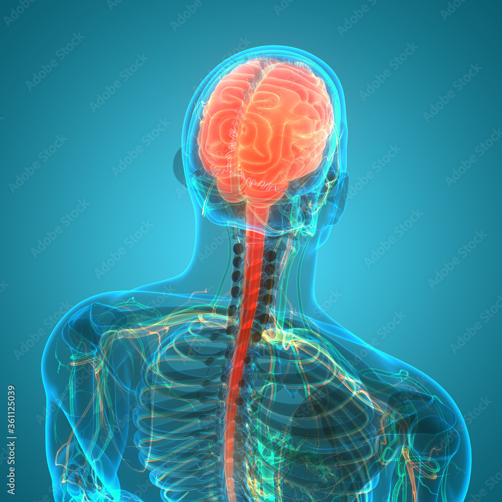 Central Organ of Human Nervous System Brain Anatomy Stock Illustration ...