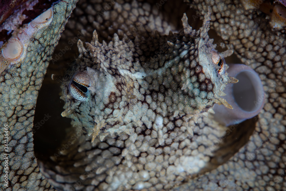 Detail of the eyes and siphon of a Coconut octopus, Amphioctopus ...