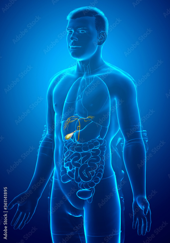 3d rendered medically accurate illustration of male Organs Gallbladder ...