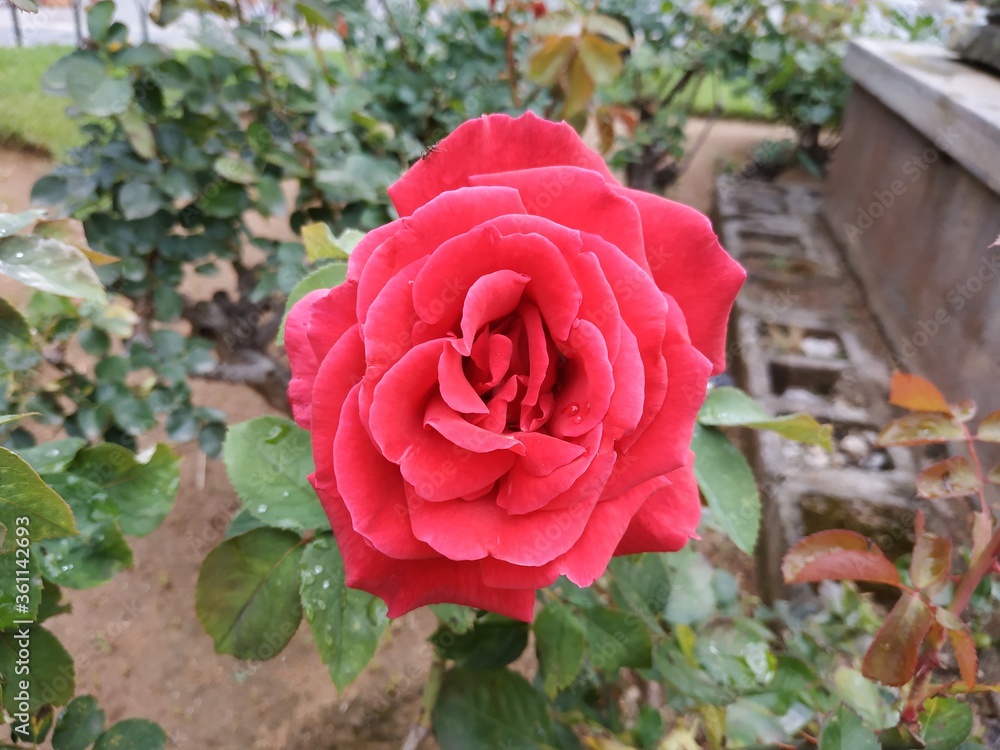 rosa de color rojo de color muy intenso Stock Photo | Adobe Stock