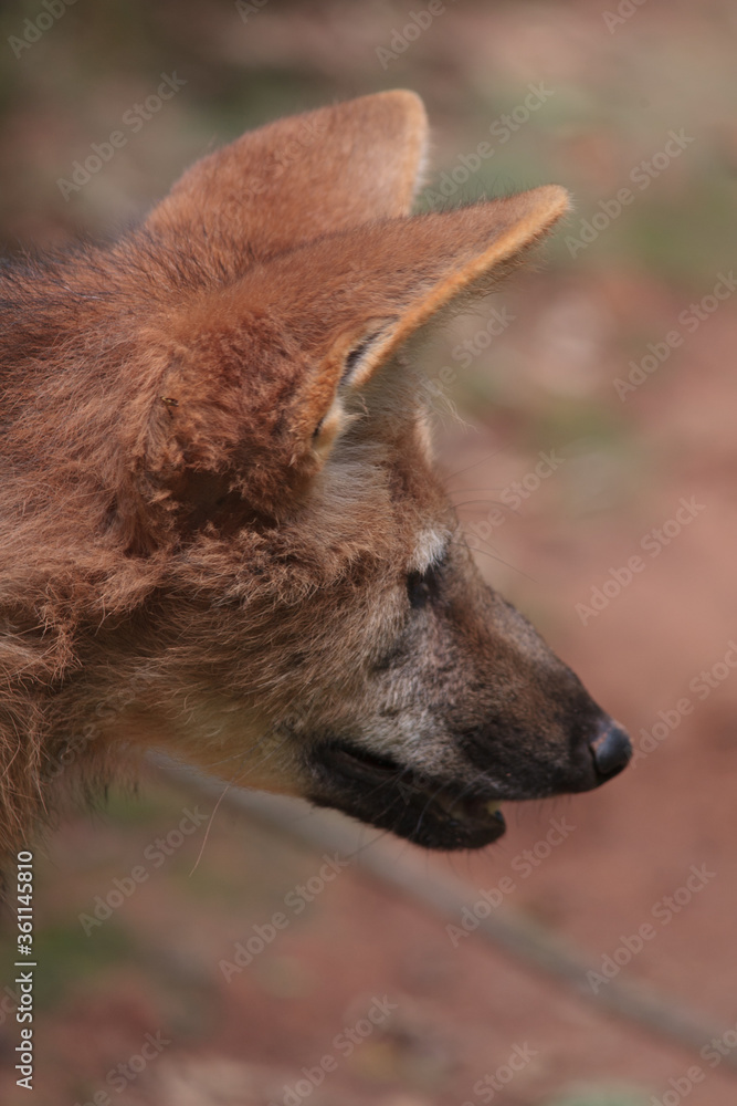 Guara Wolf, animal from the Brazilian Cerrado Stock Photo | Adobe Stock