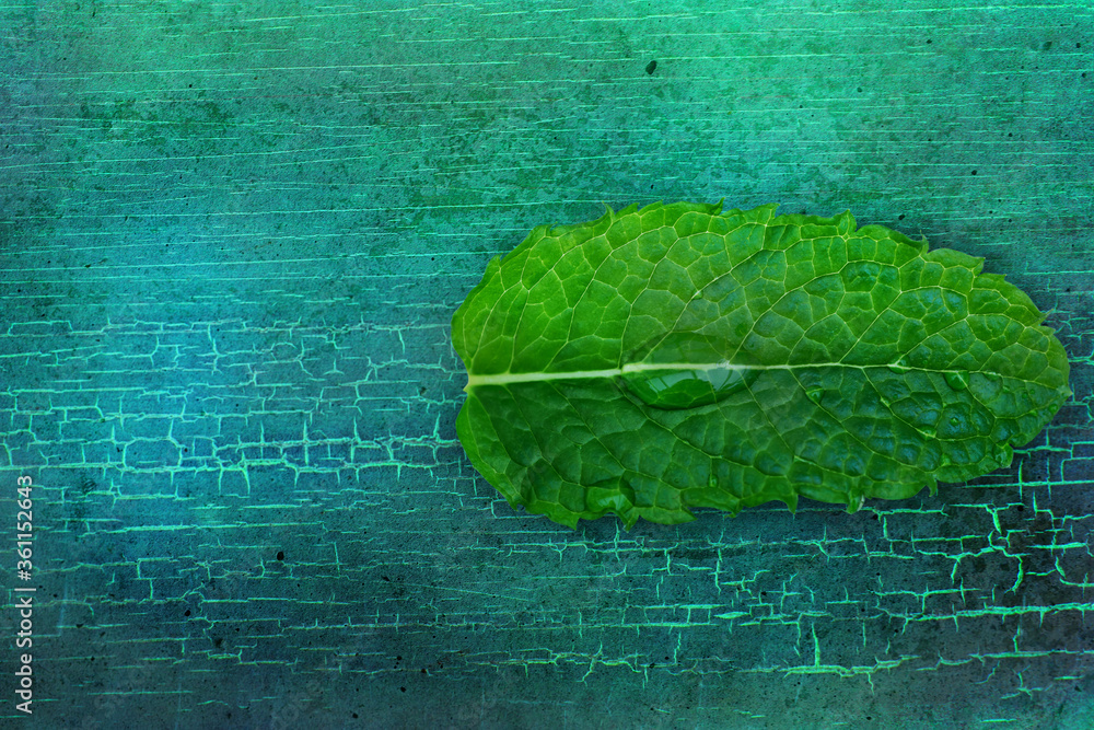 Peppermint leaf from above. Water drops. Isolated in front of turquoise ...