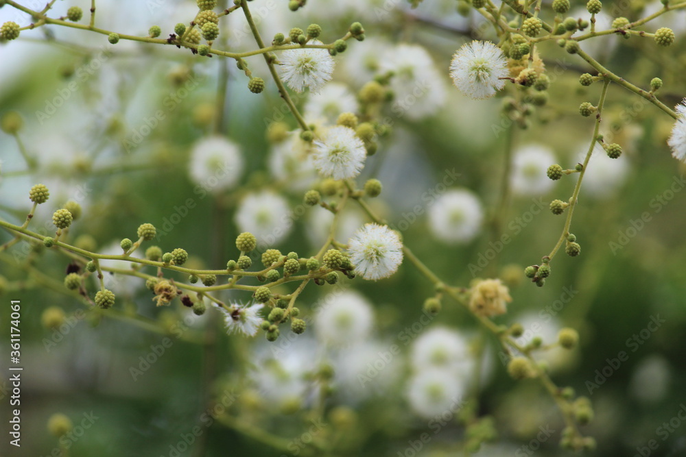 beautiful yellow acacia babul flower in nice blur background wallpaper ...