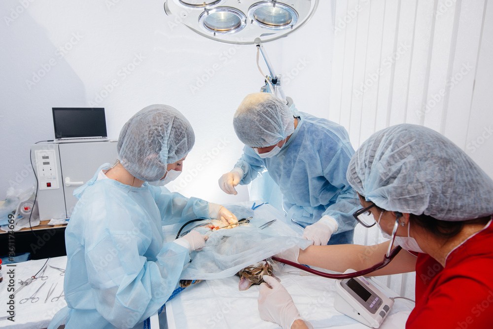 In a modern veterinary clinic, an operation is performed on an animal ...