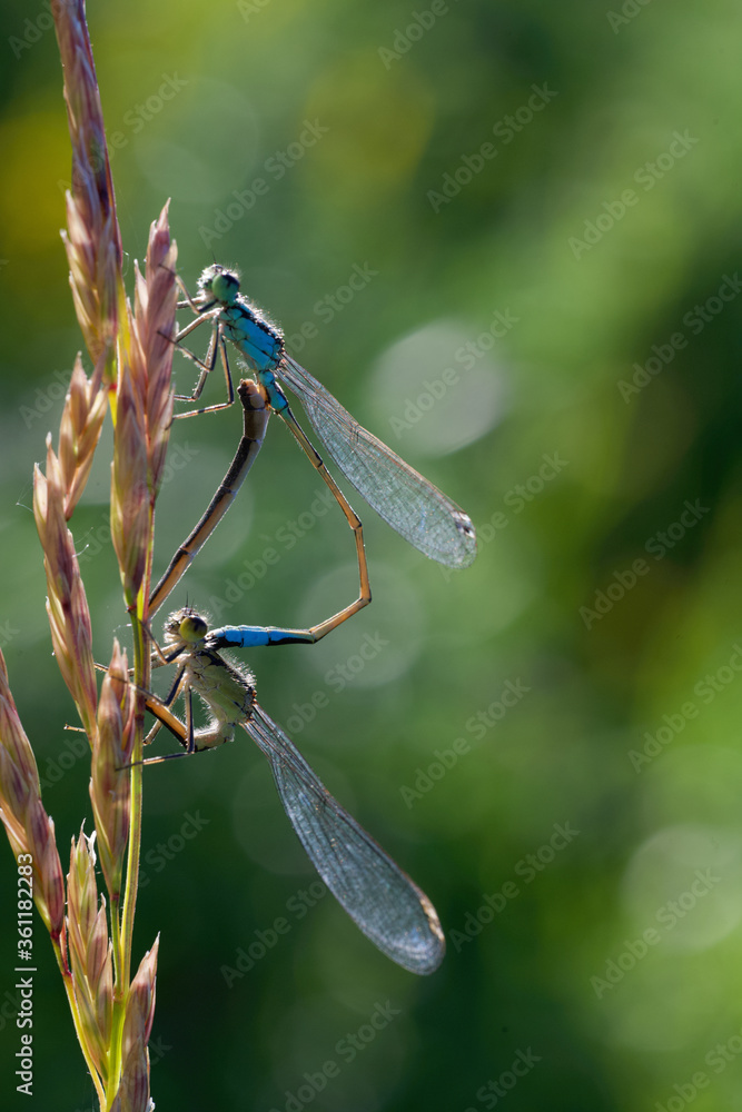 original photos of interesting moments from the life of insects close ...