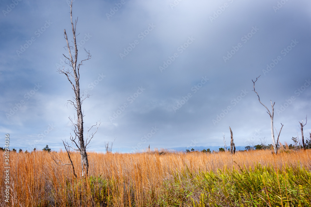 Spindly dead tree in dramatic expansive wetland Stock Photo | Adobe Stock